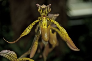 2013 NEW YORK BOTANICAL GARDEN’S ORCHID SHOW - Pushing Time